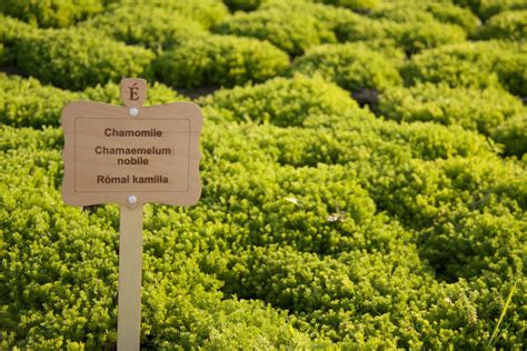 10 Ways Chamomile Improves Your Skin Eminence Organic Skin Care