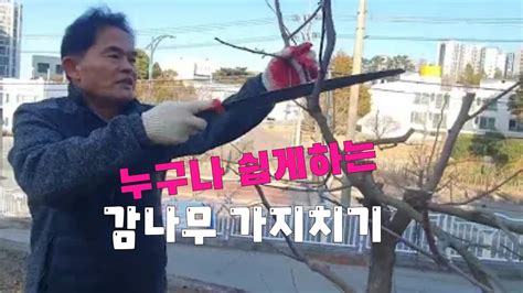 감나무 가지치기 가지치기 과일나무 가지치기 단감나무 Youtube