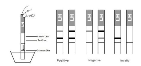 How To Read An Ovulation Test Faint Lines And Test Types