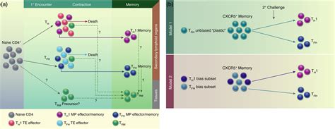 Memory T Cells