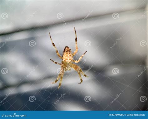 Crusader Spider On A Web Close Up Spider Cross On A Gray Background An Arthropod Insect