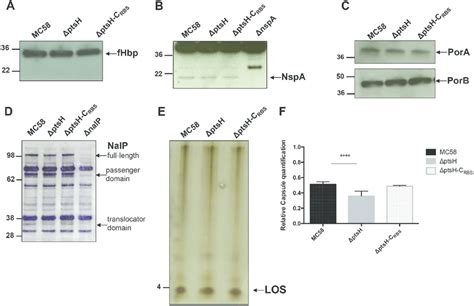 Known Meningococcal Complement Resistance Factors Are Not Affected By