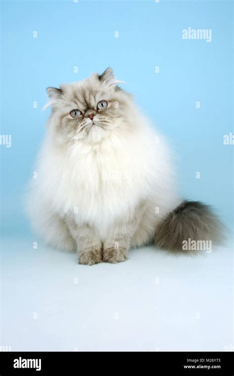 Himalayan Blue Point Persian Cats Sdyem