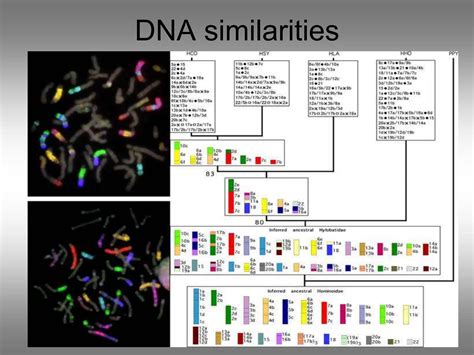 Binomial Classification Of Animals And Taxonomy Ppt Biological