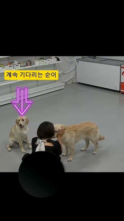 개껌을 두고 자리를 비웠을 때 아기 리트리버의 행동은 과연 누가 개껌을 먹었는가 아기리트리버 래브라도리트리버 반려견 개육아 골든리트리버 몰래카메라 Youtube