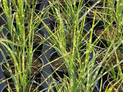 Gardening Express Notes From The Nursery Miscanthus Sinensis Zebrinus Zebra Grass