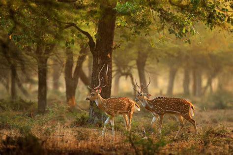 Meet The Axis Deer The Invasive Species Now Roaming The Us A Z