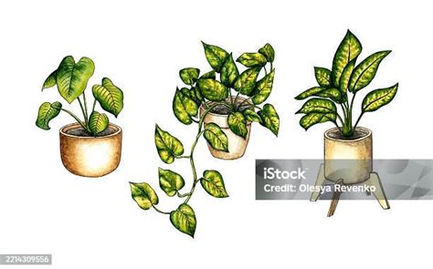 냄비에 있는 집 꽃의 수채화 그림 세트입니다 엽서 포스터 배너 초대장 인사말 카드 인쇄물에 적합합니다 흰색 배경에 고립되어 있습니다 손으로 그린 것입니다 가정 생활에 대한