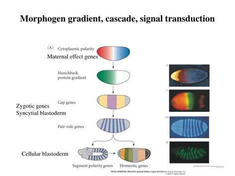 Ppt Morphogen Gradient Cascade Signal Transduction Powerpoint Presentation Id 3524203
