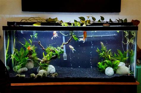 Goldfish In A Planted Tank