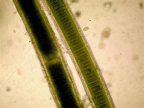 Algae Corner Controlling Tough Algae With Captain Xtr Sepro Corporation