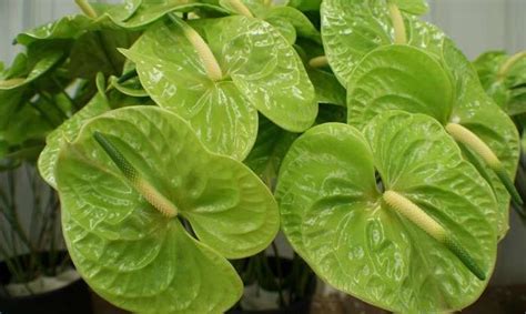 Горшок для антуриума фото и куда сажать цветок мужское счастье что он любит подойдет ли