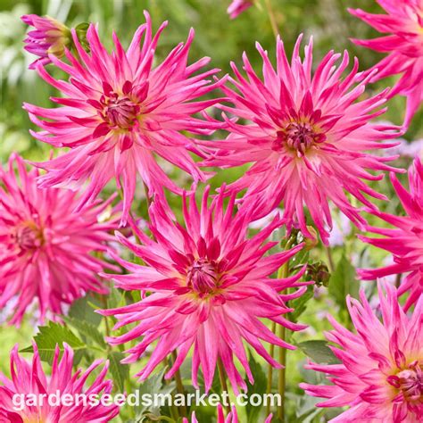 Dalija Electric Light Dahlia Gomolj Garden Seeds Market Besplatna Dostava