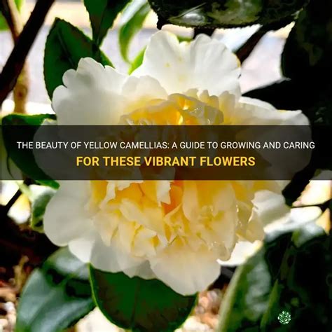 Yellow Camellias Care Tips Varieties And Garden Uses Shuncy
