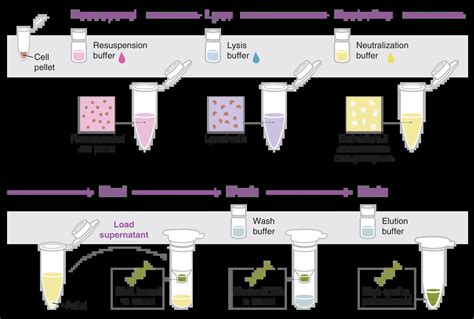 质粒纯化产品 Neb