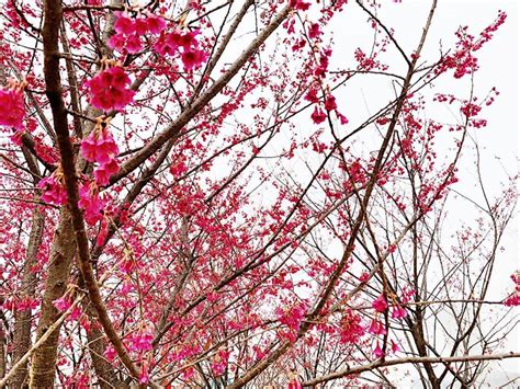 这里樱花 拔头筹”！ 宜昌城区首现寒绯樱 湖北日报新闻客户端