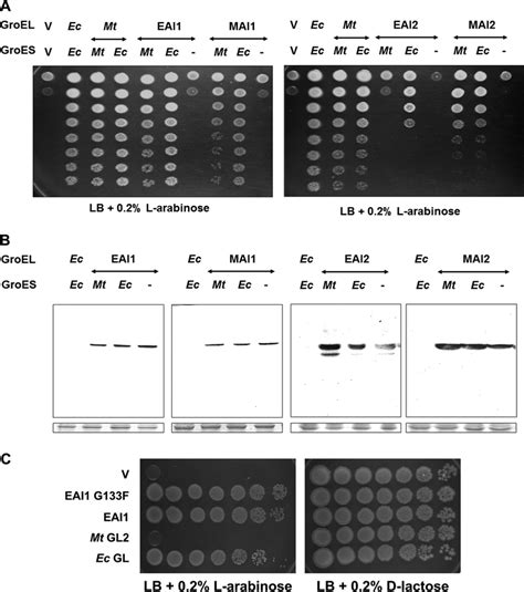 Complementation Analysis Of The Constructs Obtained By Equatorial Download Scientific Diagram