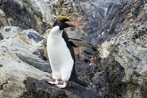 Eastern Rockhopper Penguin Survival Habitat And Size Guide