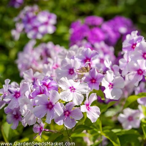 Mélange De Graines De Phlox Annuel Phlox De Drummond Phlox