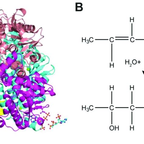 Echs1 Structure And Function A Homohexameric Echs1 Crystal Structure