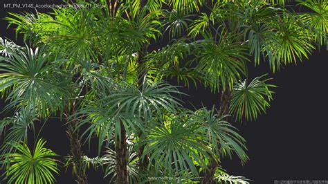 V148acoelorrhaphewrightii01 Maxtree