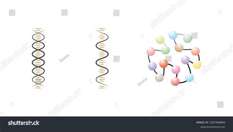 Cellular Macromolecules Dna Rna Protein Scientific Stock Vector Royalty Free 2387068893