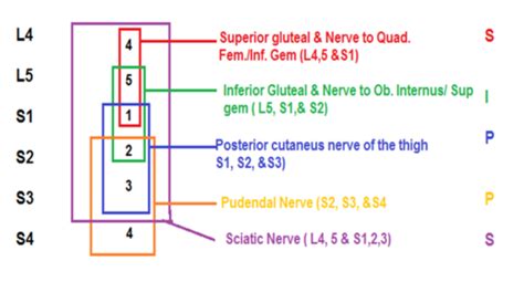 Sacral Plexus Flashcards Quizlet
