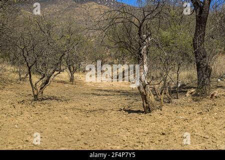 Dried Mesquite Tree Branch On The Shore Of Dry Dam During Extreme