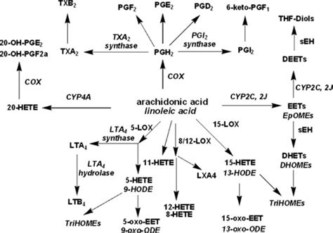 Figure Figure Diagram Illustrating The Metabolic Pathways For