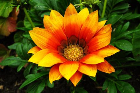 아프리카 데이지 꽃 Gazania Pixabay의 무료 사진