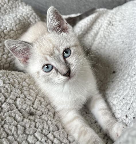 Tiny Toast R Toastcats