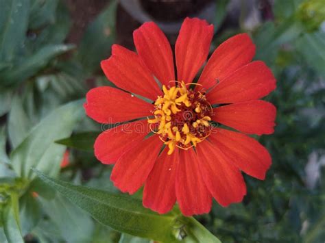 Beautiful Flower Stock Image Image Of Reproduction 289211185