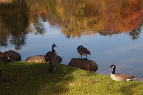 Ducks And Foliage At Fulton Park In Waterbury Ct Beautiful Birds