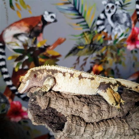 Apex Predator Geckos Home Facebook