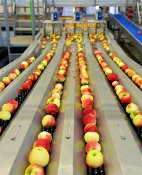 Apple Sorting Machine At ₹ 2500000 Fruit Sorting Machine In Bengaluru Id 2852997059491