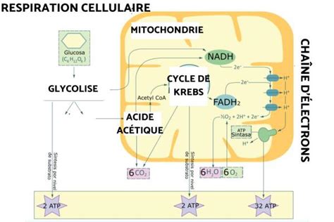 Formule De Respiration Cellulaire
