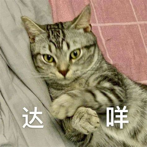 12只猫替主人还债，宠物是谁都能养的吗？体检中老年小新