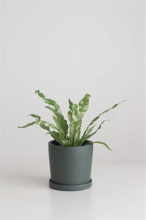 Asplenium Nidus Variegated Bloomspace