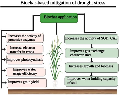 Frontiers The Critical Role Of Biochar To Mitigate The Adverse Impacts Of Drought And Salinity