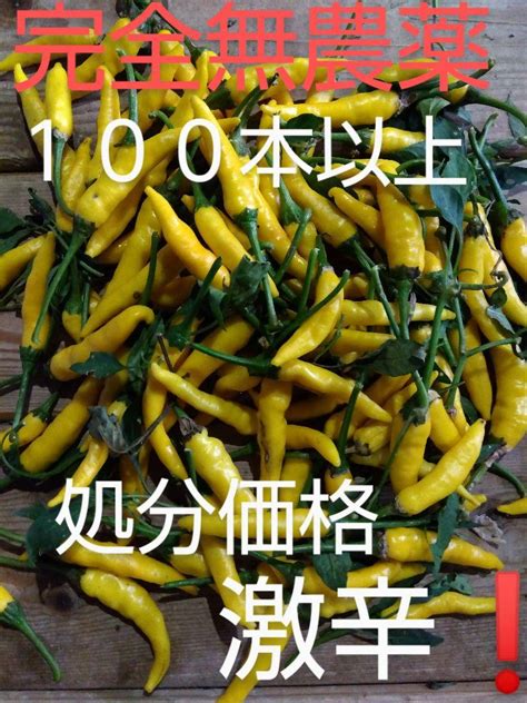 黄金唐辛子 青唐辛子 激辛唐辛子 生青唐辛子 11月7日16時収穫 メルカリ