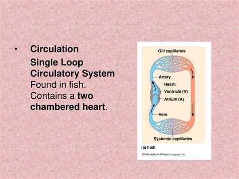 Learning Goal Gas Exchange And Circulation Ppt Download