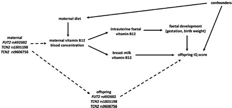 Diagram Showing The Framework Of The Mendelian Randomization Approach Download Scientific