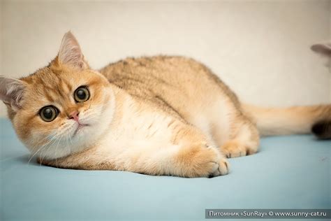 5 Months 15 Days Old British Shorthair Kitten Of Black Golden Shaded