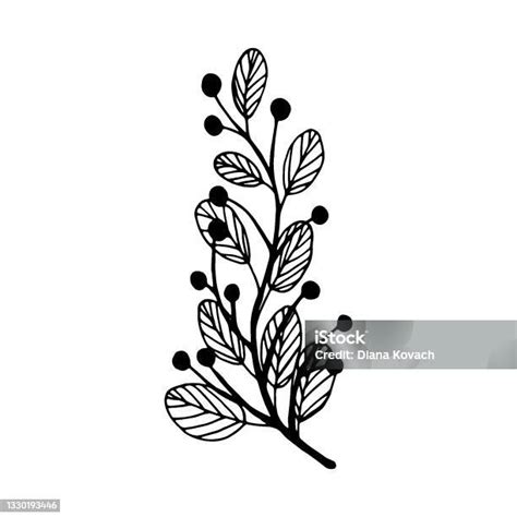흰색 배경에 고립 된 잎과 열매를 손으로 그린 가지 장식 낙서 스케치 그림 벡터 플로럴 요소 추상적인에 대한 스톡 벡터 아트 및 기타 이미지 Istock