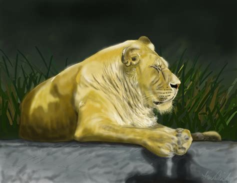 African Lion Behance