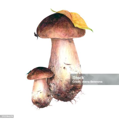 Boletus 버섯과 가을 잎의 수채화 그림은 손으로 그렸습니다 흰색 배경에 분리된 그림 섬유 또는 로고용 산림 균류와 디자인 및 스티커용 카드 Boletus에 대한 스톡