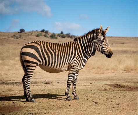 Mountain Zebra Facts Habitat Diet Adaptations And Pictures