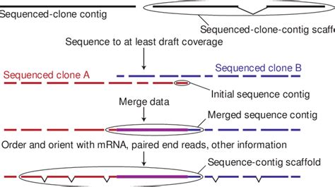 Levels Of Clone And Sequence Coverage A `®ngerprint Clone Contig Is