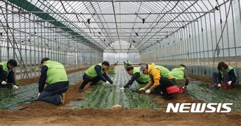 양파 모종 심어요