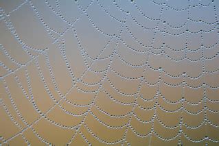 Like Pearls On A String Susanne Nilsson Flickr
